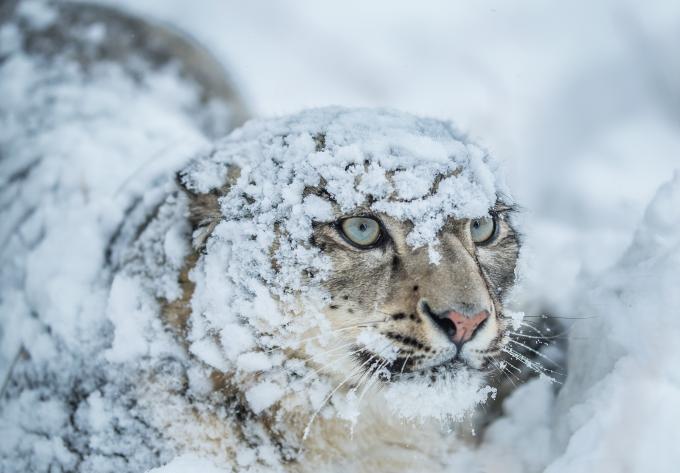 9 Faits Fascinants Sur Le Corps De La Panthère Des Neiges Wwf Belgique